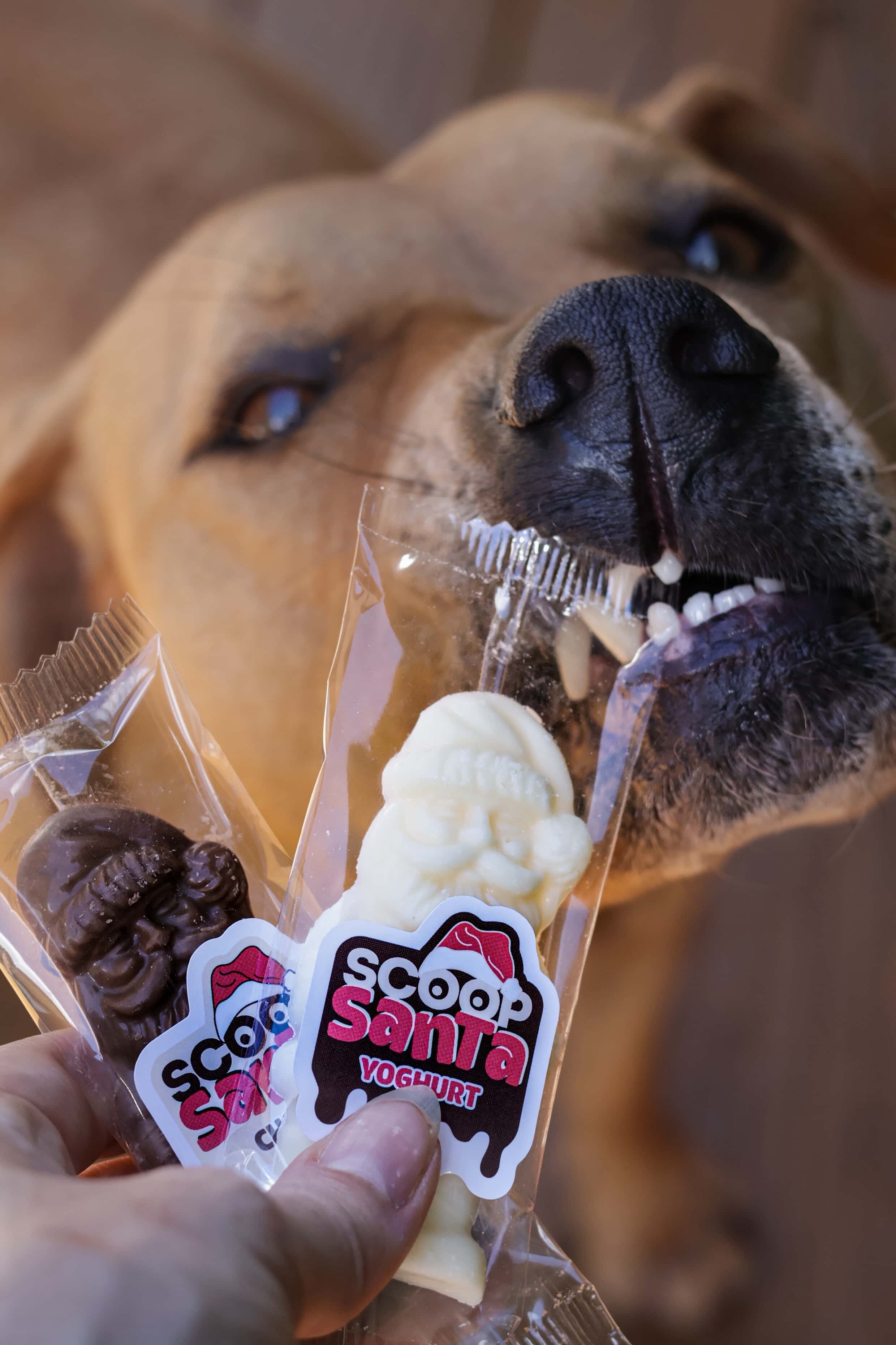 Scoop Santa – Scoop Dog
